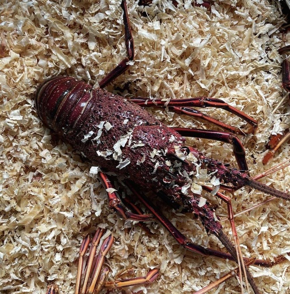 Live Southern Australia Rock Lobster – Evergreen Seafood