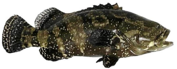 Buy Live Grouper Online Delivery | Evergreen Seafood Singapore